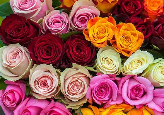 70 mixed rose bouquet Flowers by Arrangement Florist Swansea